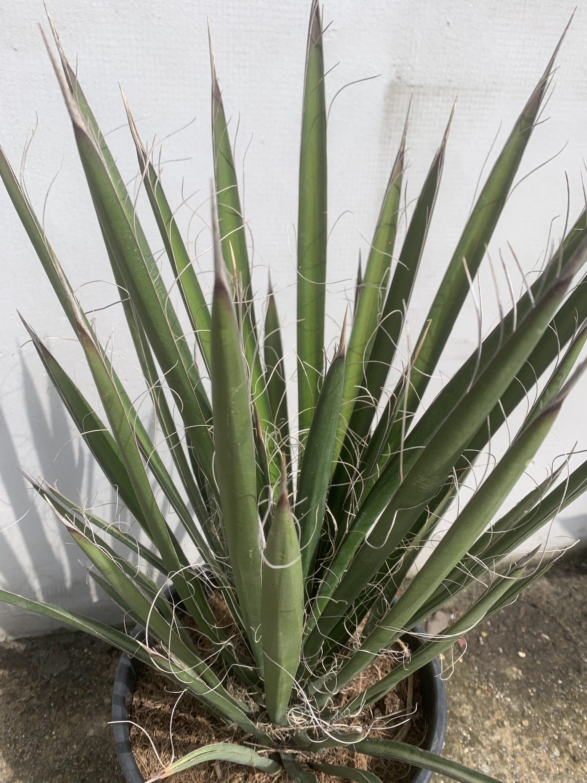 Yucca filifera – Desert Garden