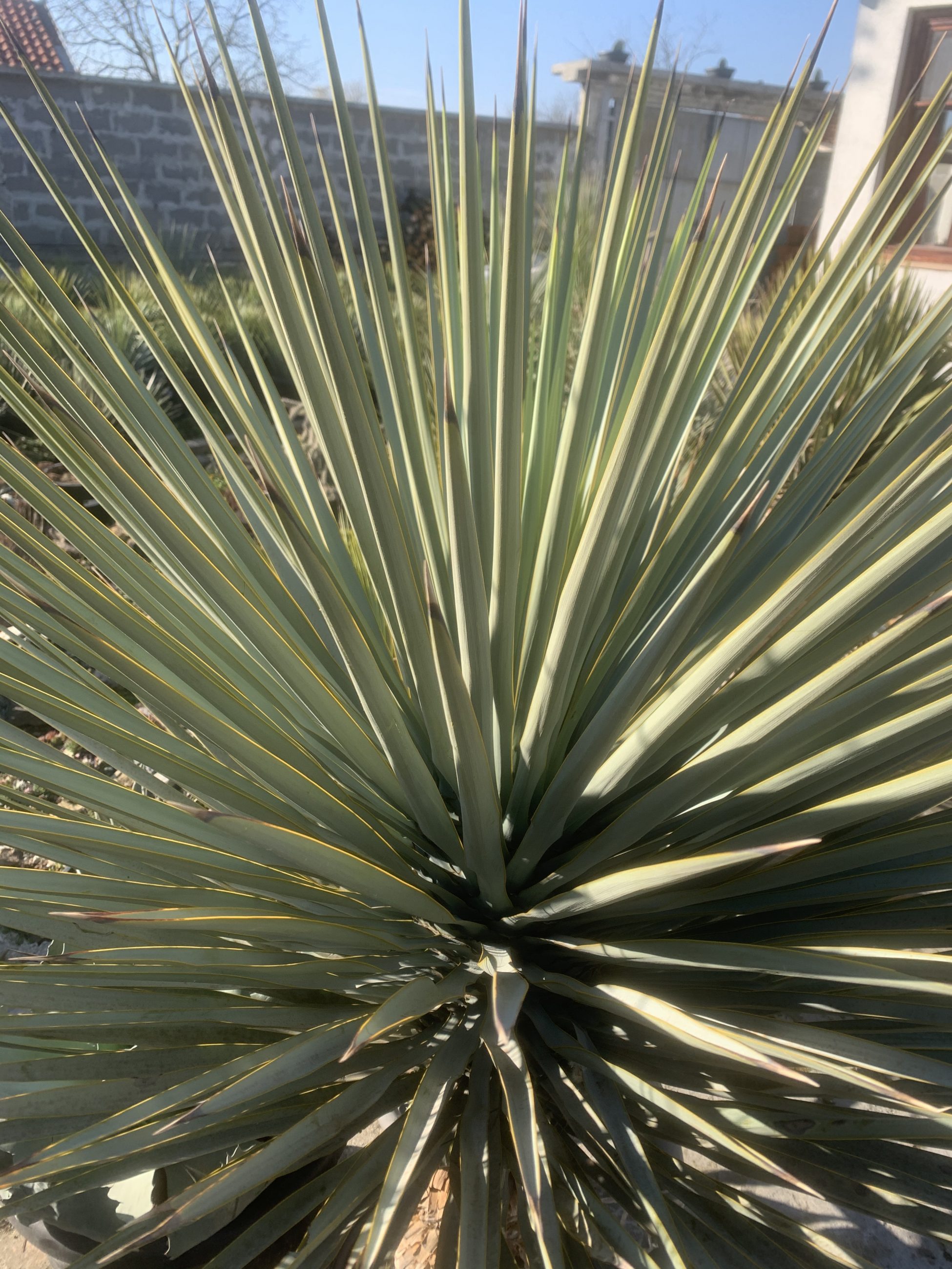 Yucca Rigida – Desert Garden