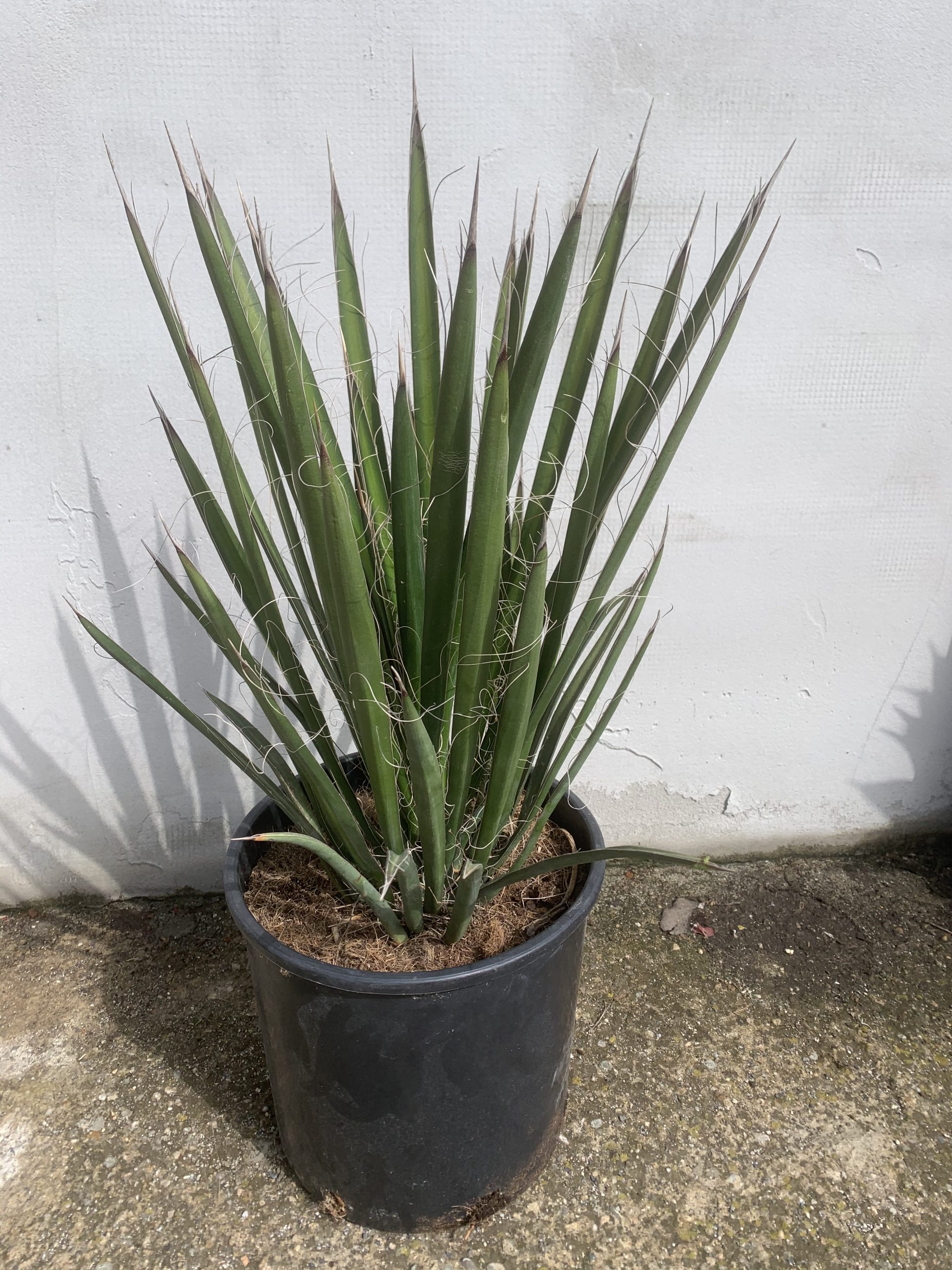 Yucca filifera – Desert Garden