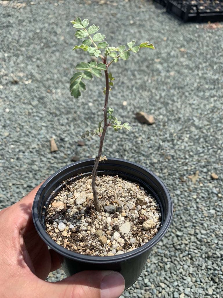 Pachycormus discolor (Baja elephant tree) – Desert Garden